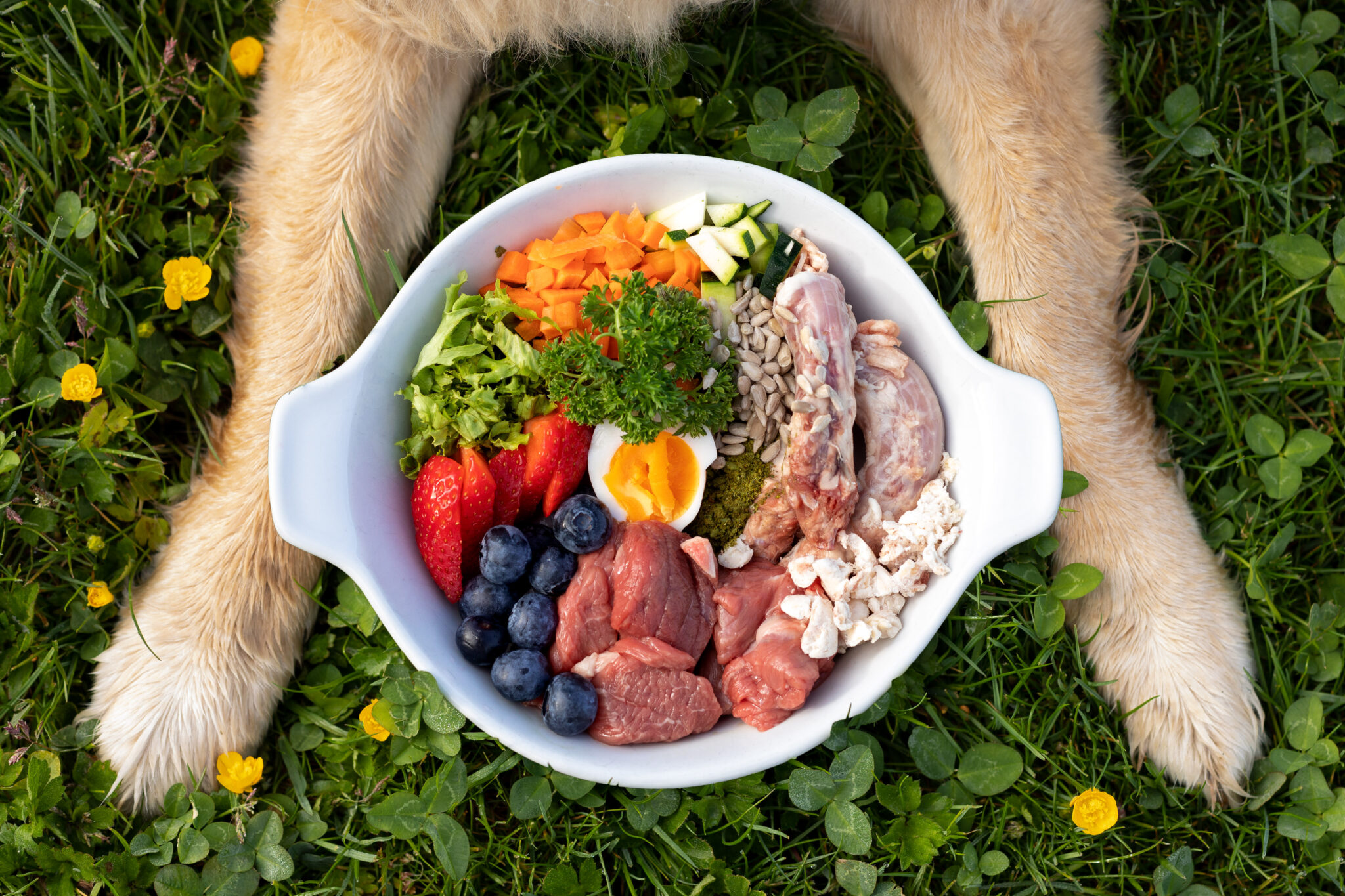 Kurs: Überblick über die verschiedenen Fütterungsarten für den Hund ...